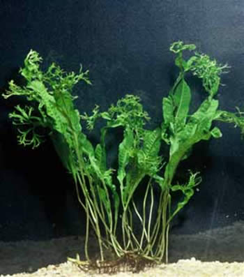 Java Fern Lace Leaf | RFI