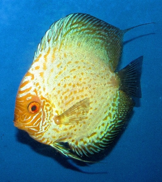 solid_discus_imperialscorpion1 | RFI