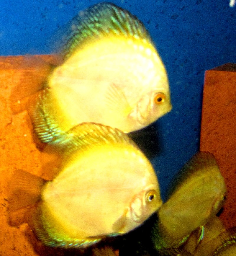 solid_yellow_crystal | RFI