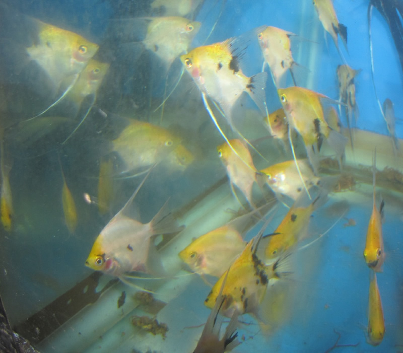 freshwater angelfish, angelfish, angelfish for sale, angelfish tank ...