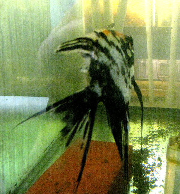 Large Tangerine Cap Marble Anglefish (4 Inches) | RFI