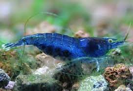 Crystal Blue Shrimp | RFI