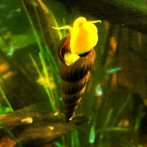 Rabbit Snails Freshwater