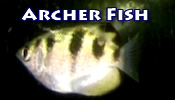 archer_fish | RFI
