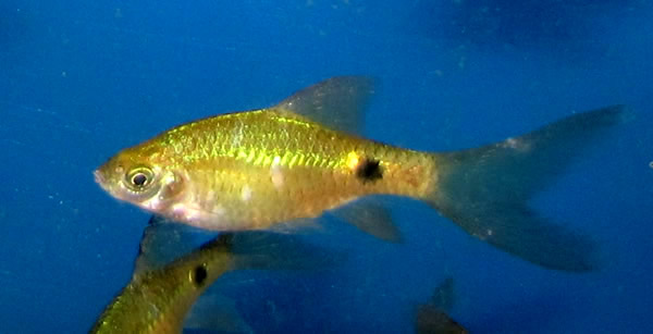 Long Finned Rosy Barb (1.5 Inches) | RFI