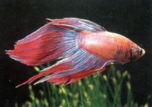 Cambodia Betta Fish | RFI