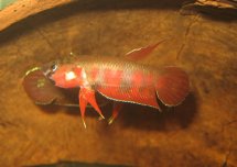 Rubra Betta Fish | RFI