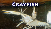 crayfish | RFI