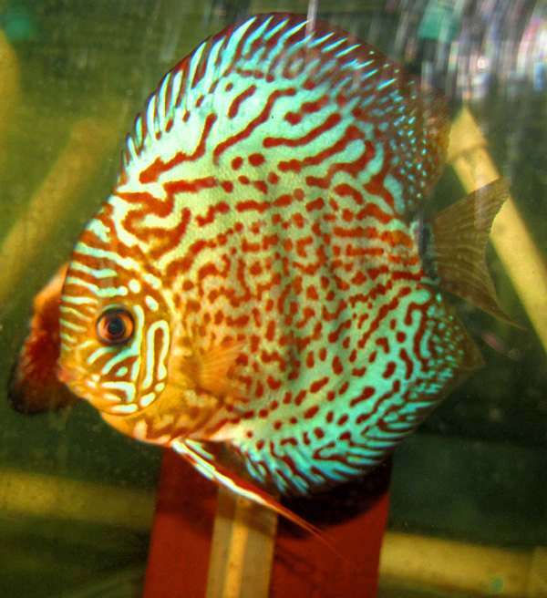 Emerald Green Discus (2 Inches) | RFI