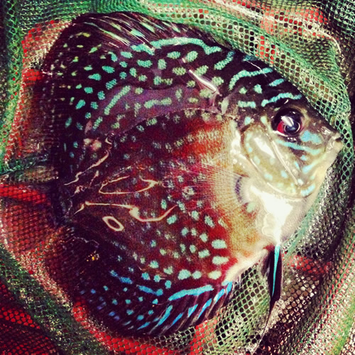 Leopard Discus Fish