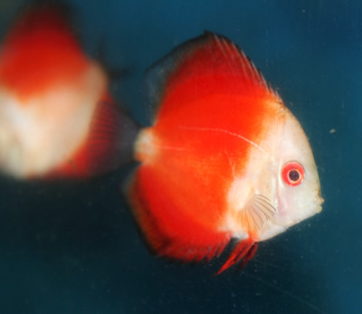 Cherry Red Marlboro Discus (2 Inches) | RFI