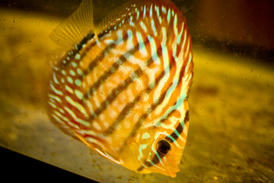 Red Flame Alenquer Discus (2 Inches) | RFI