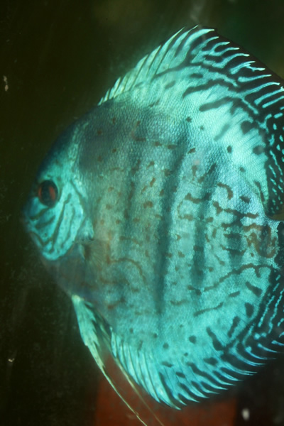Royal Blue Discus Fish