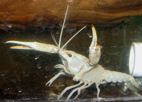 White Crayfish Tank