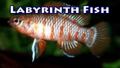 labyrinth_fish | RFI