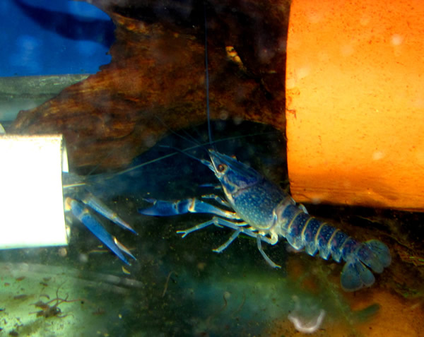 Electric Cobalt Lobster (2 Inches) | RFI
