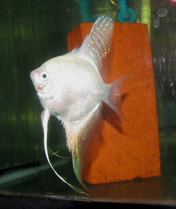 Platinum Angelfish (Breeding Pair) | RFI