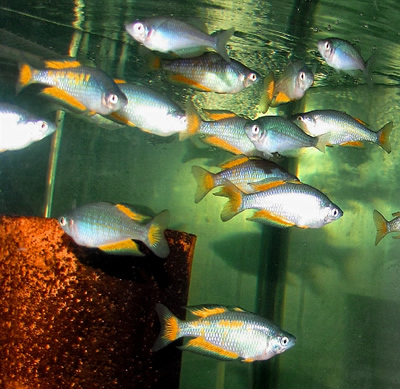 Find Rainbow Fish for sale at rfitropicalfish.com. Our selection ...