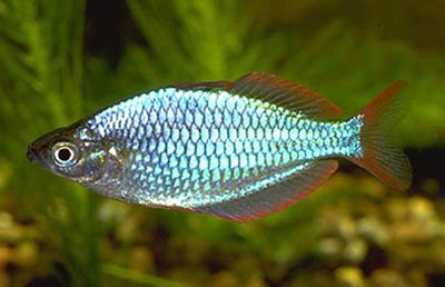 Praecox Rainbow Fish (1 - 2 Inches) | RFI