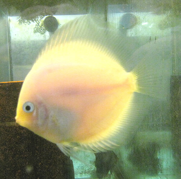Snow White Discus Fish