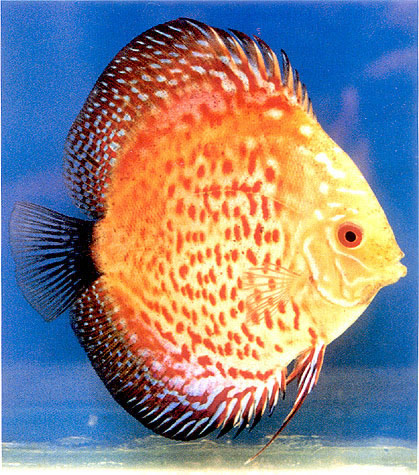 Leopard Discus Fish