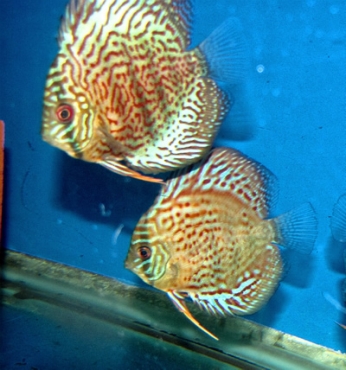 Spotted Leopard Discus Fish