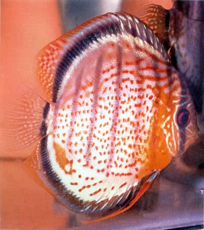 Red Spotted Green Discus (3 Inches) | RFI