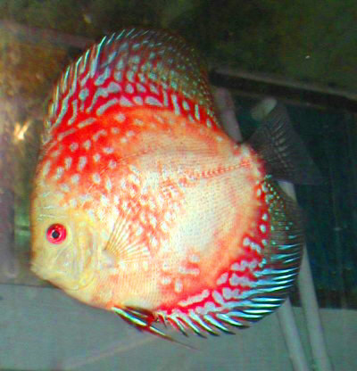Red Snakeskin Discus