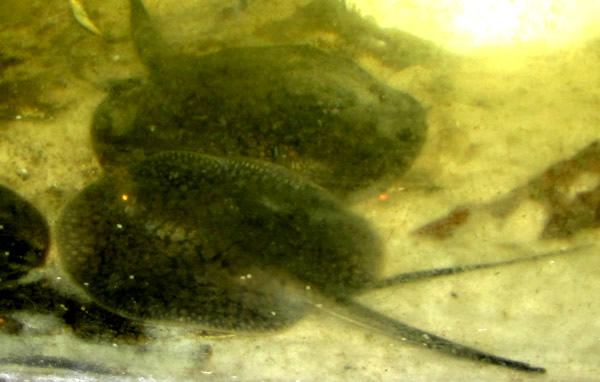 Pair of Male & Female Orinoco Teacup Stingray (Potamotrygon Reticulata ...