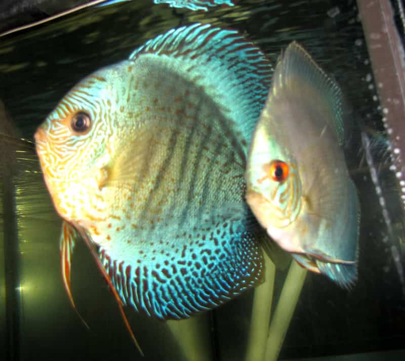 Blue Scorpion Discus (Breeding Pair) | RFI