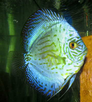 Violet Reflection Discus (2 Inches) | RFI