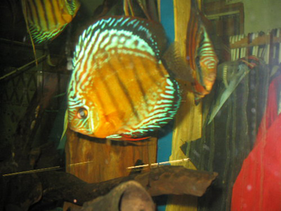 Peruvian Discus (2 Inches) | RFI