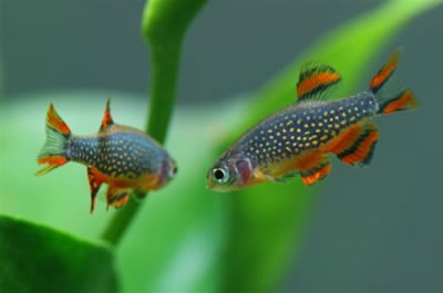 Find Tetra Fish for sale at rfitropicalfish.com. Our selection includes ...