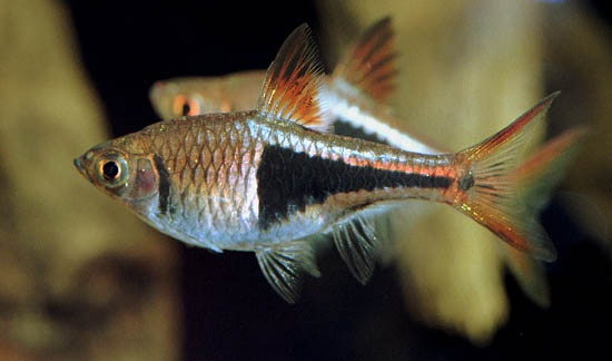 Rasbora Tetra Fish