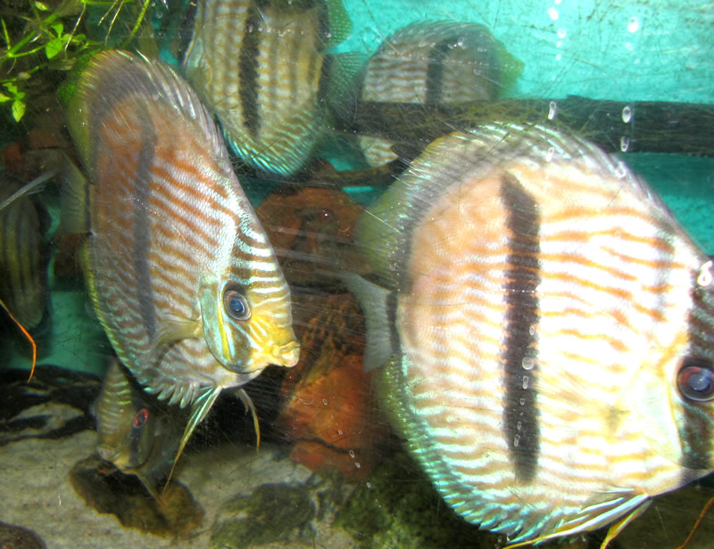 Wild Caught Blue Heckel Discus | RFI