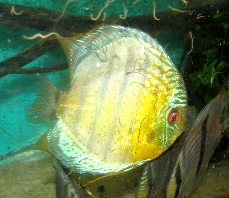 Yellow Rio Ica Wild Caught Discus | RFI
