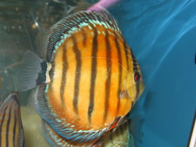 Rio Abacus Discus (2 Inches) | RFI