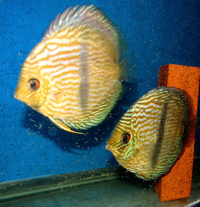 Pair of Golden Heckel Discus | RFI