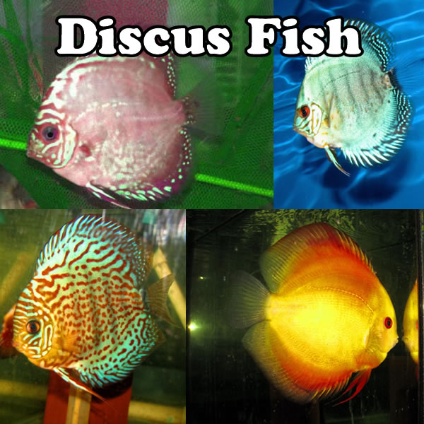 discus-fish-cover | RFI