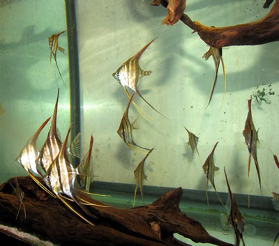 Altum Angelfish | RFI