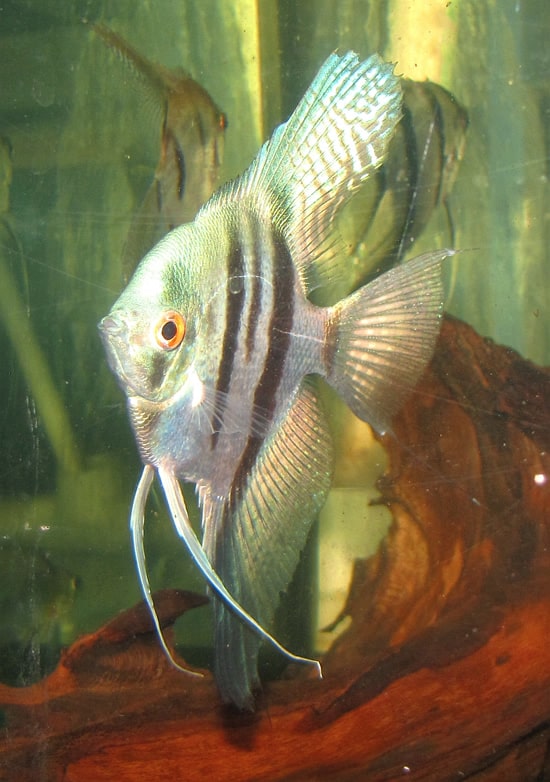 Blue Silver Angelfish