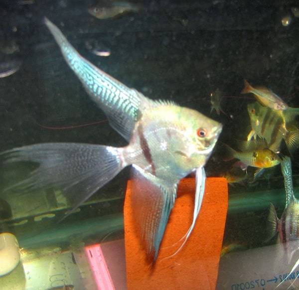 Blue Veil Angelfish | RFI