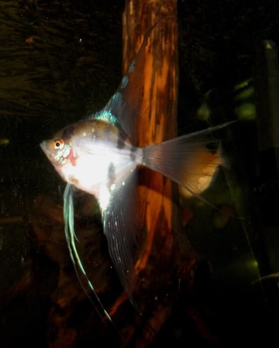 German Blue Blushing Angelfish