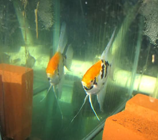 Orange Cap Angelfish | RFI