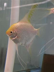 Pearlscale Gold Angelfish | RFI