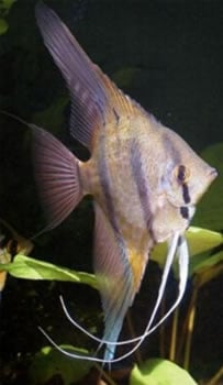 Peruvian Altum Angelfish | RFI