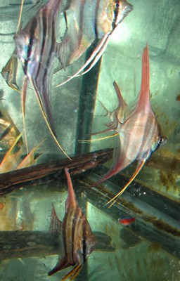 Red Morph Altum Angelfish | RFI