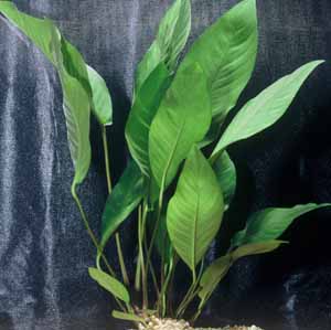 Anubias Frazeri | RFI