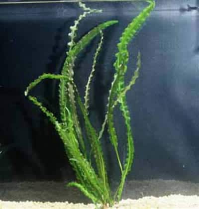 Aponogeton Capuronii