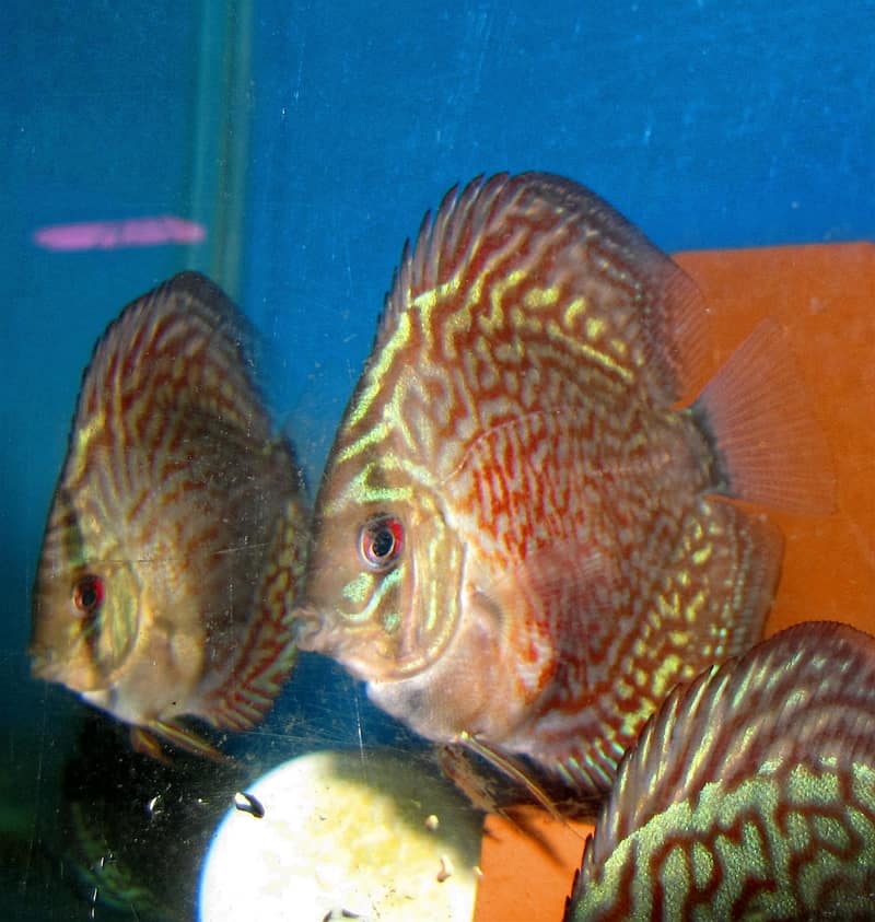 Royal Checkerboard Green Discus (2 Inches) | RFI